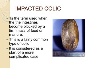 Colic by bharti raj sondhi(types and nutritional therapy and ...