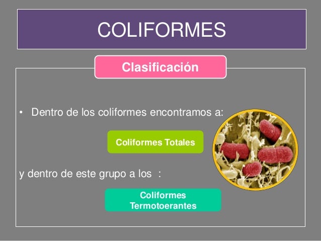 Que Son Las Bacterias Coliformes Termotolerantes – GZVZU