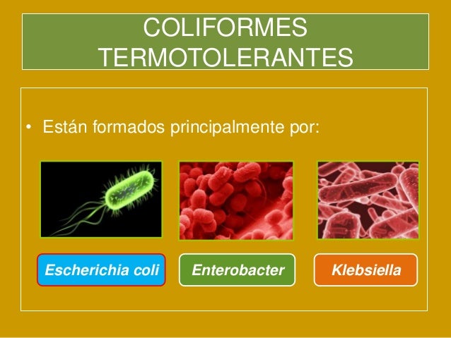 Coliformes totales y termotolerantes como contaminantes de agua de río