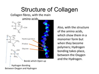 Collagen | PPT
