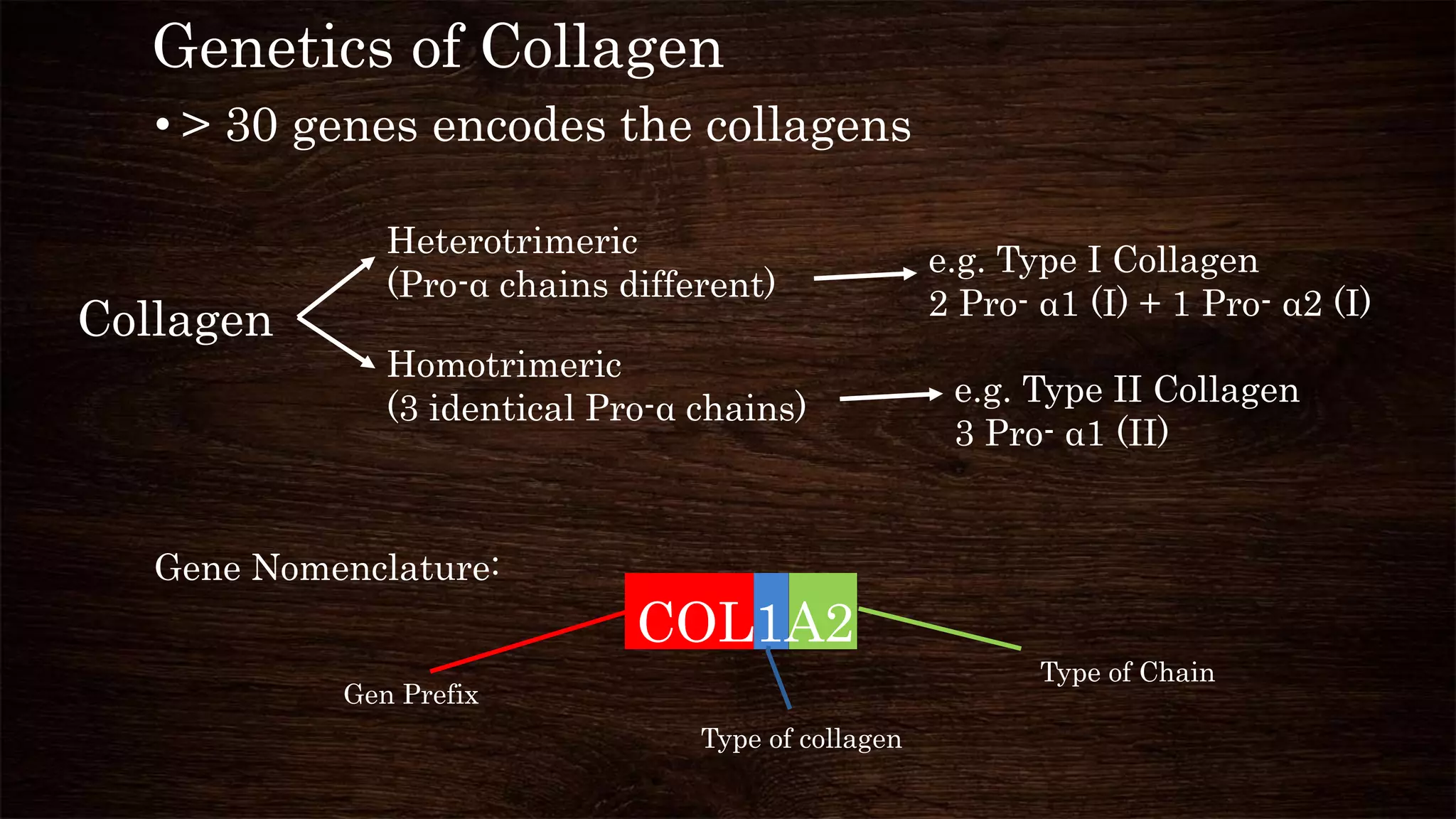 Collagen | PPTX