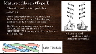 Collagen | PPTX