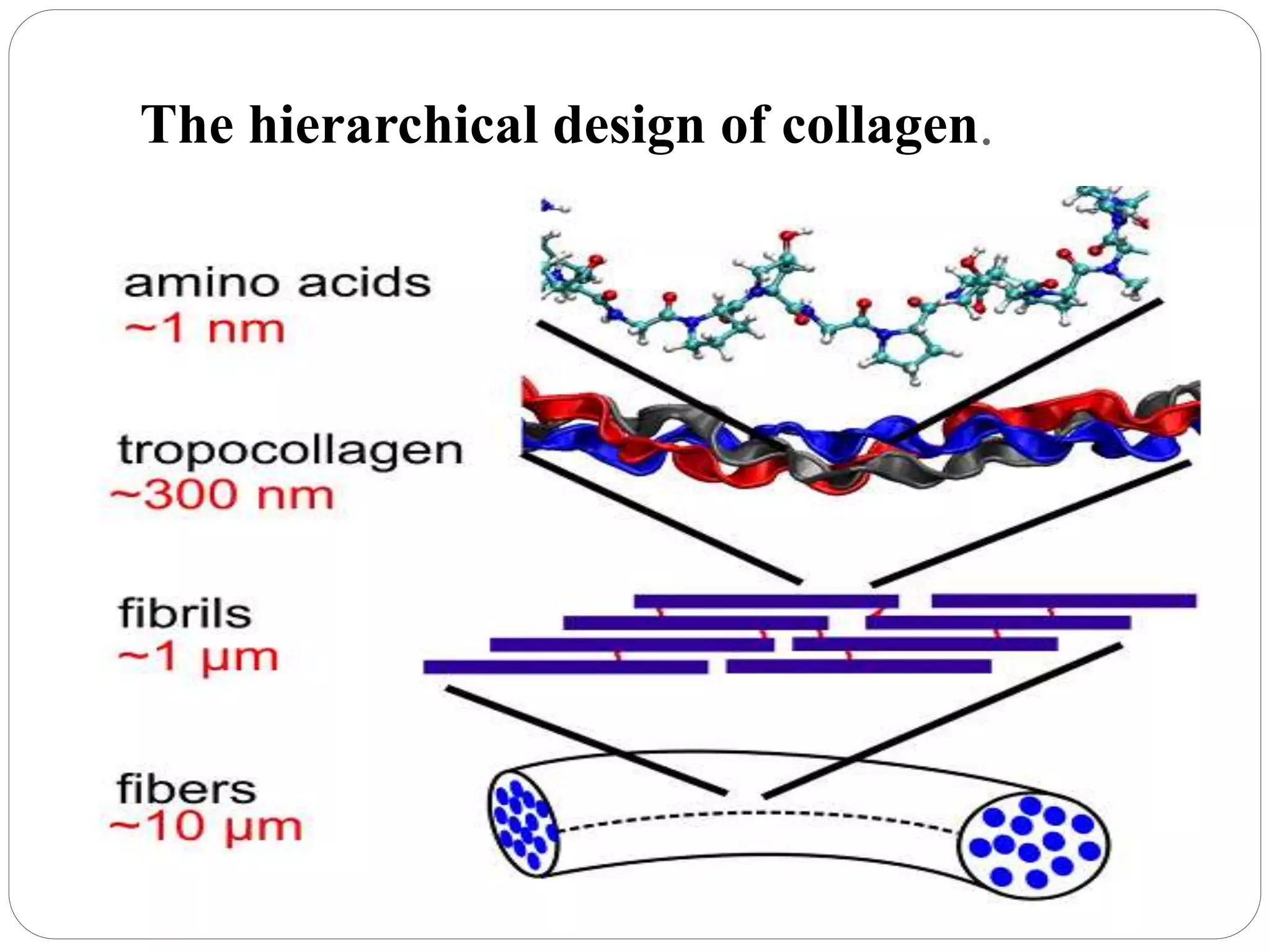Collagen | PPTX