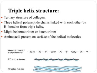 Collagen Structure Triple Helix