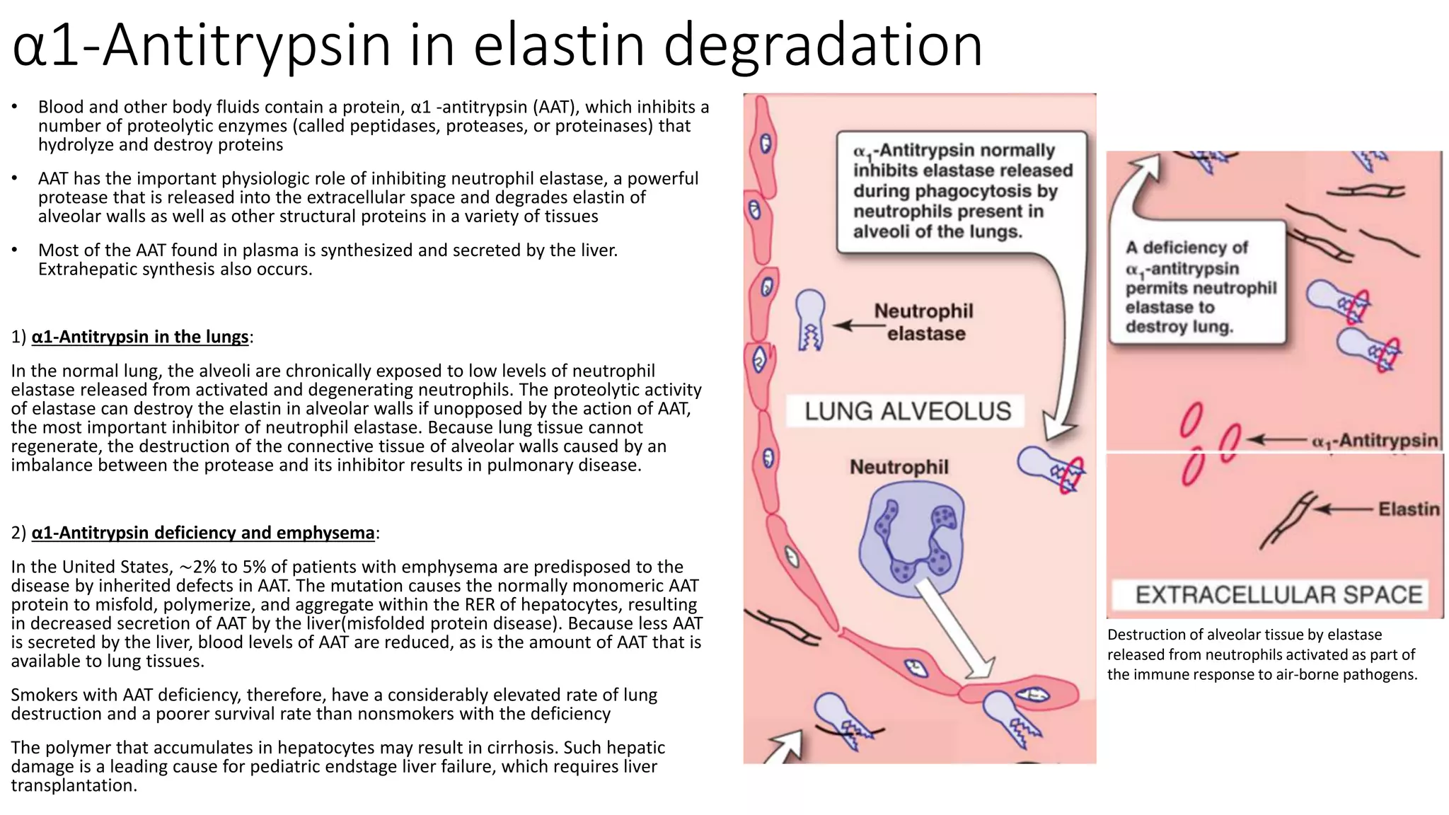 collagen.pptx