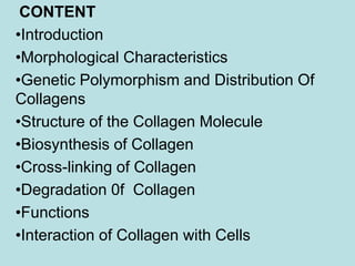 COLLAGEN.ppt