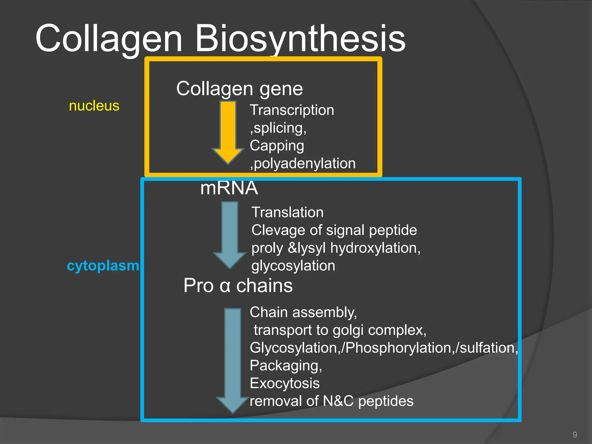 collagen in periodontics | PPTX