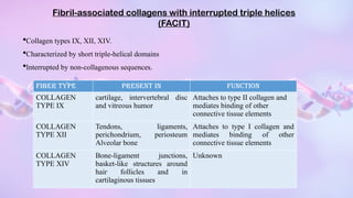 COLLAGEN.pptx Collagen – Definition, Structure, Types, Functions | PPTX