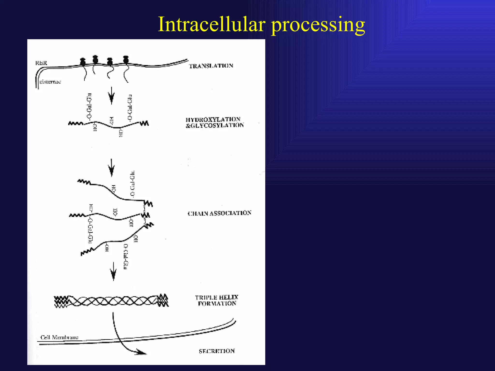 Collagen Biochemistry | PPT