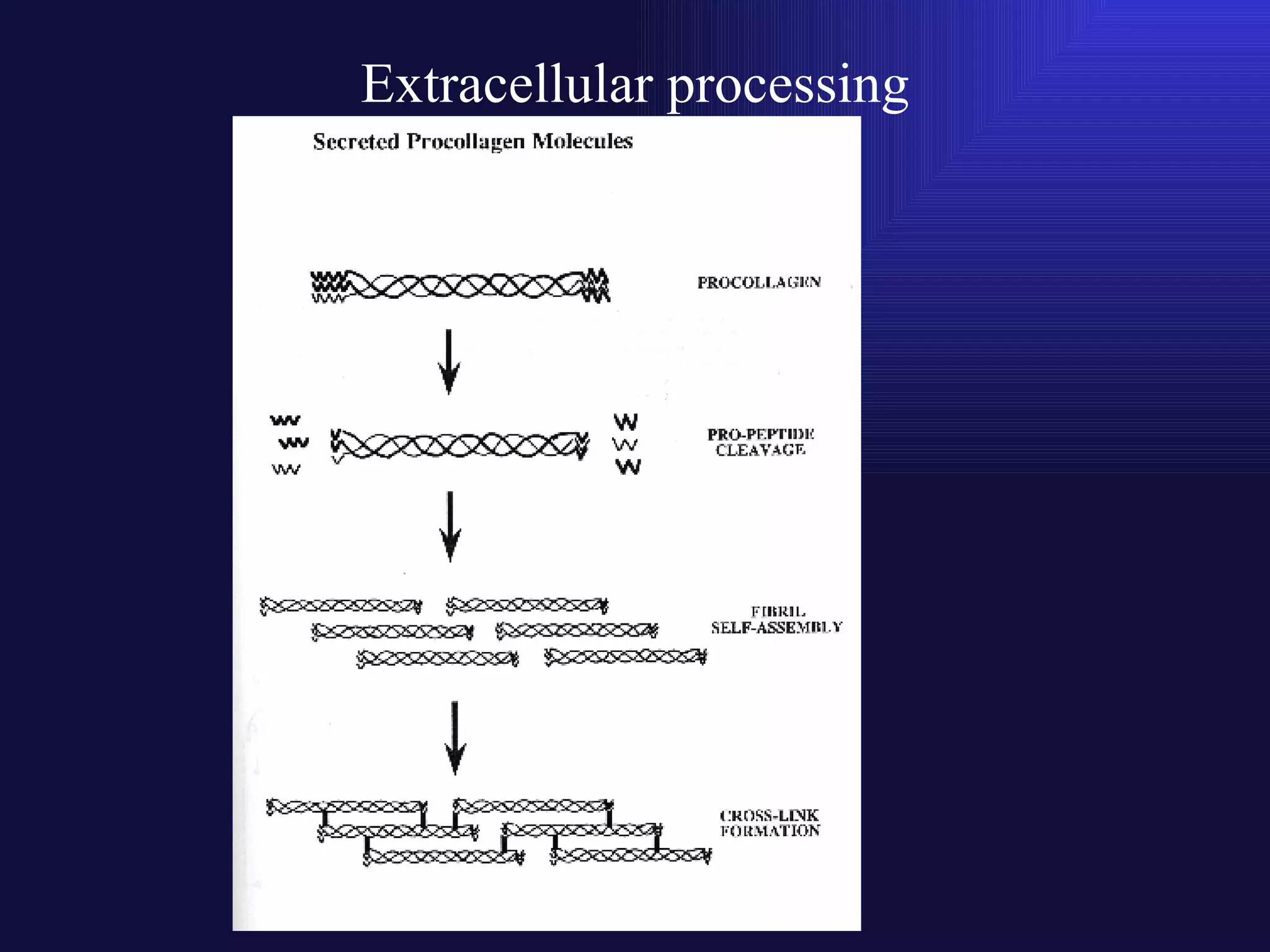 Collagen Biochemistry | PPT