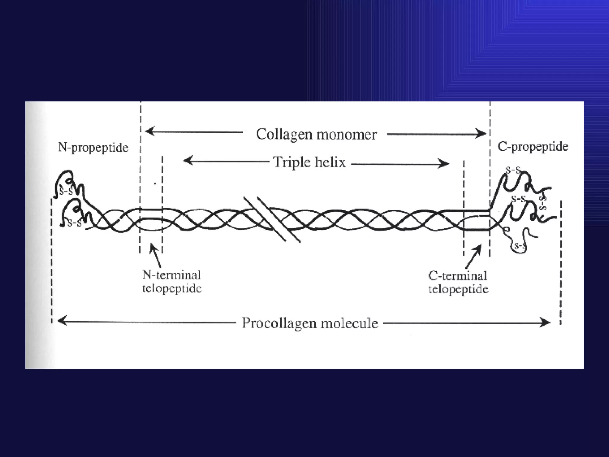 Collagen Biochemistry | PPT