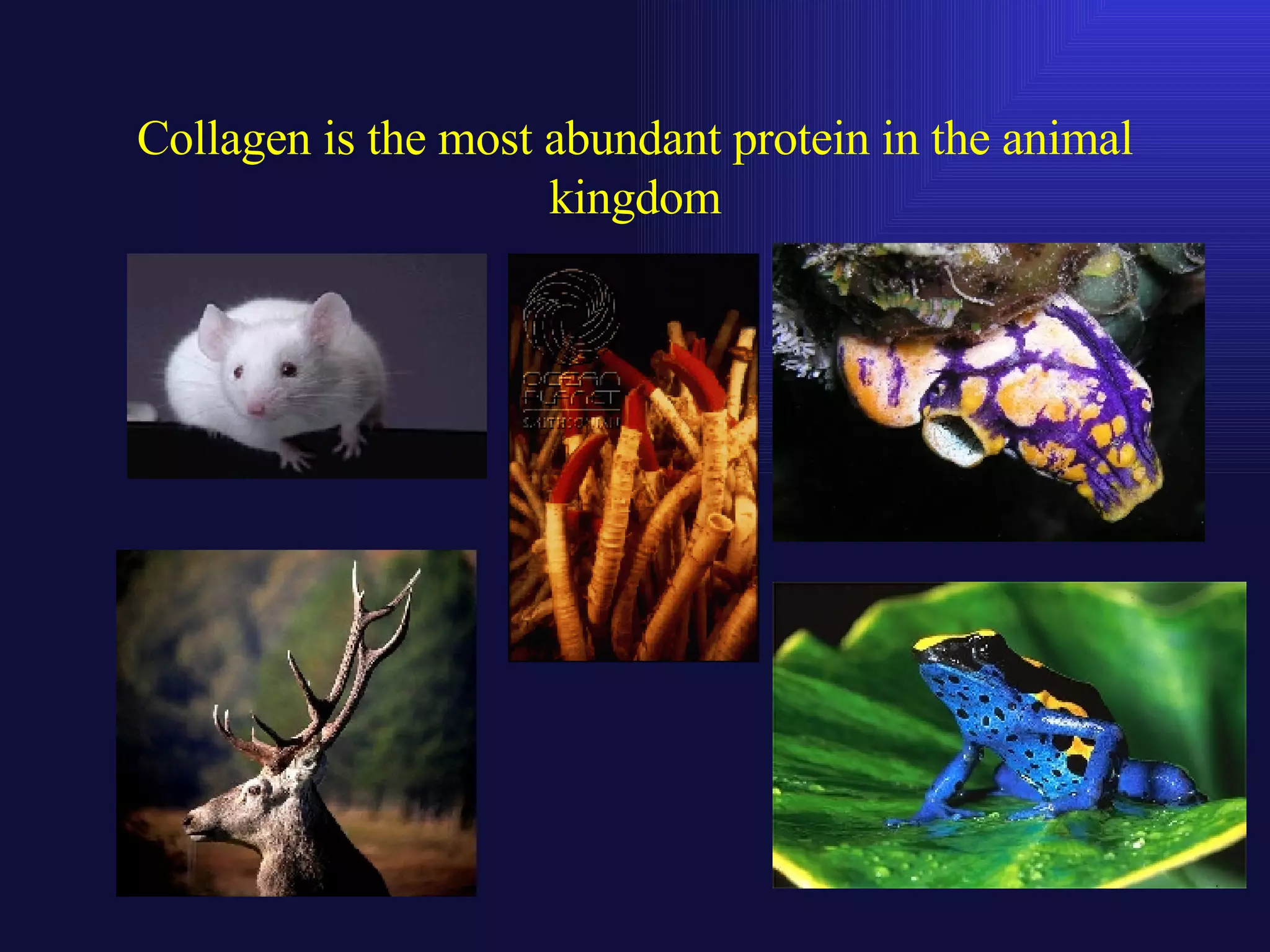 Collagen Biochemistry | PPT