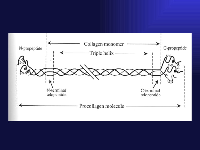 Collagen Biochemistry | PPT | Chemistry | Science