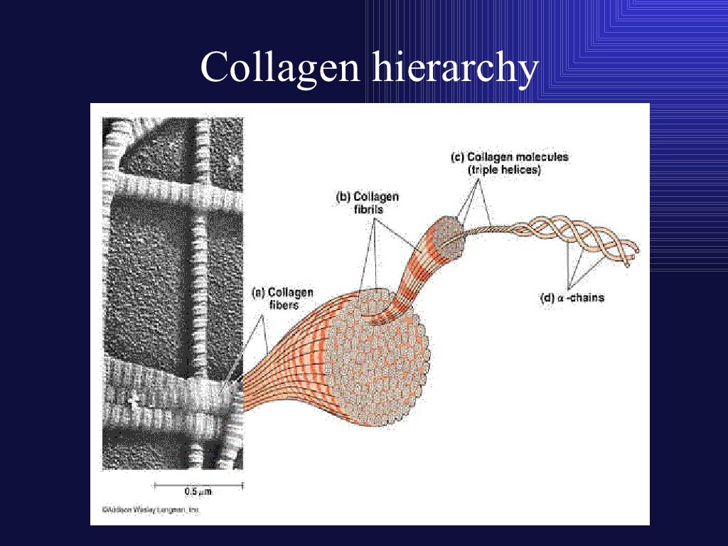Collagen Biochemistry