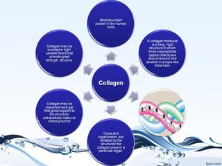 Collagen | PPT