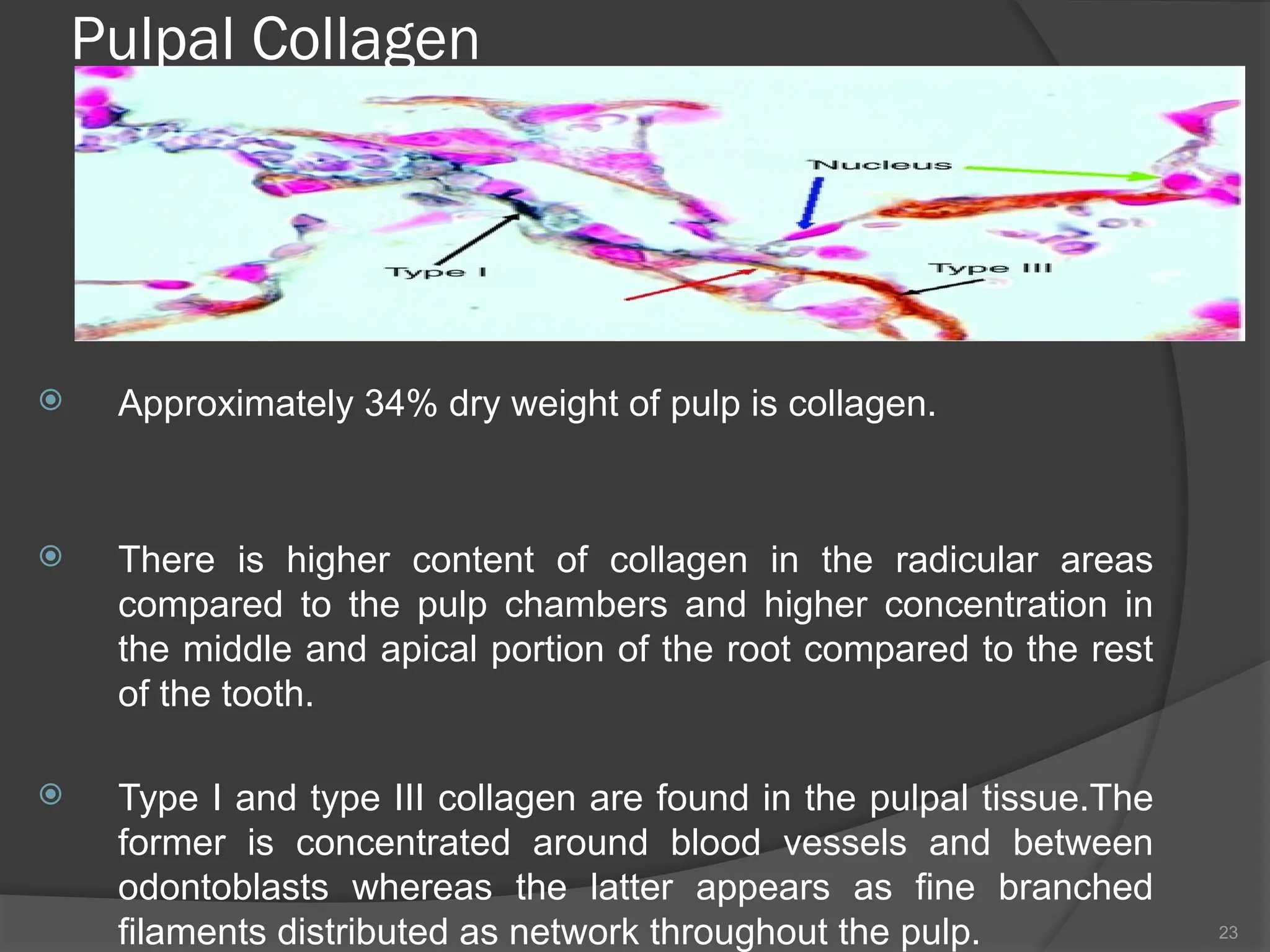 The role of collagen in periodontics.ppt