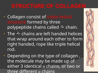 The role of collagen in periodontics.ppt