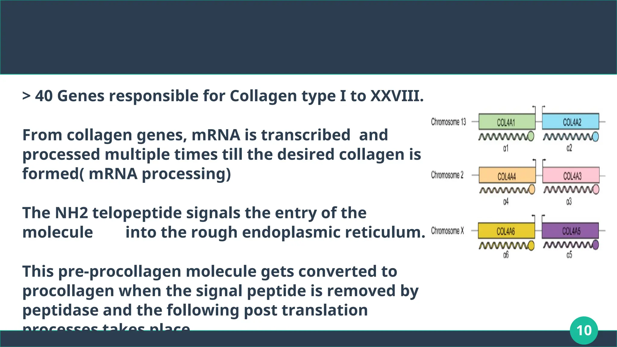 COLLAGEN , Structure and collagen typess | PPT