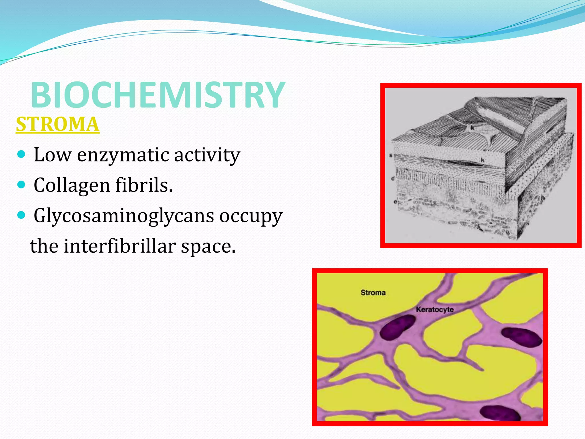 Collagen cross linking ppt.pptx