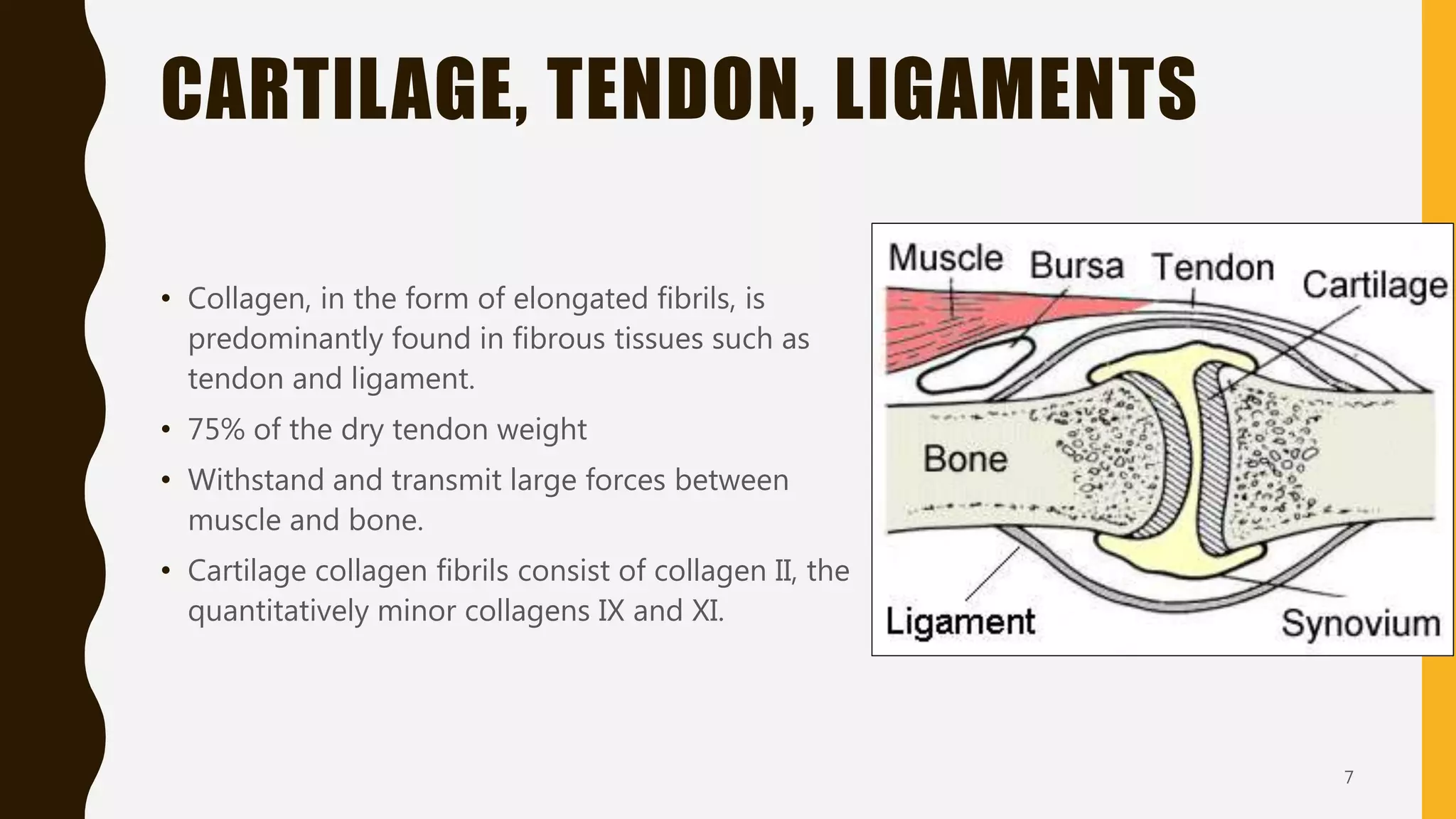 collagen disorders.pptx