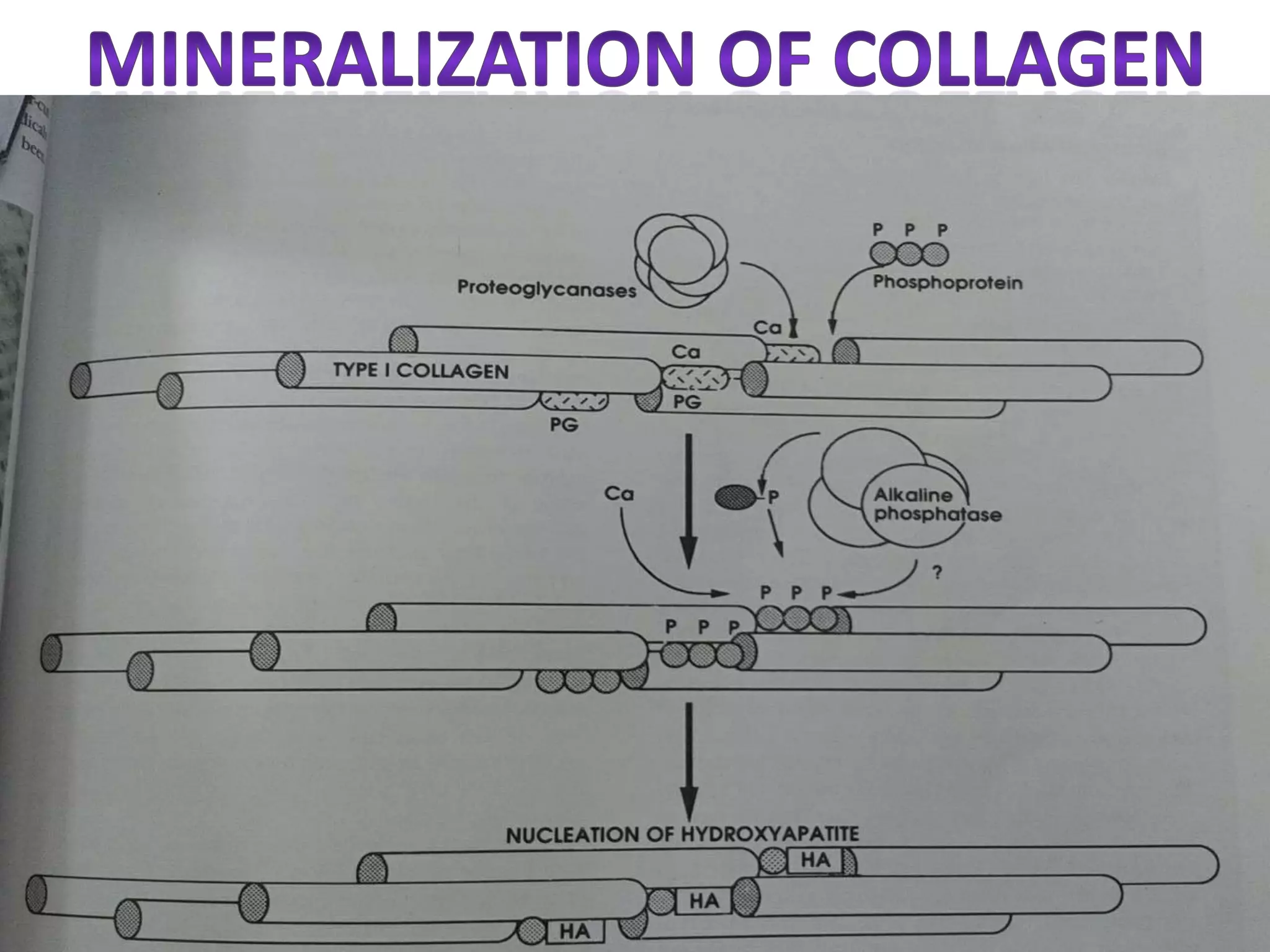 COLLAGEN Structure , Distribution , Synthesis & Regulation | PPTX