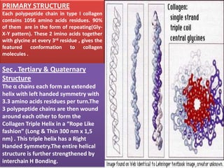 Quaternary Structure Collagen