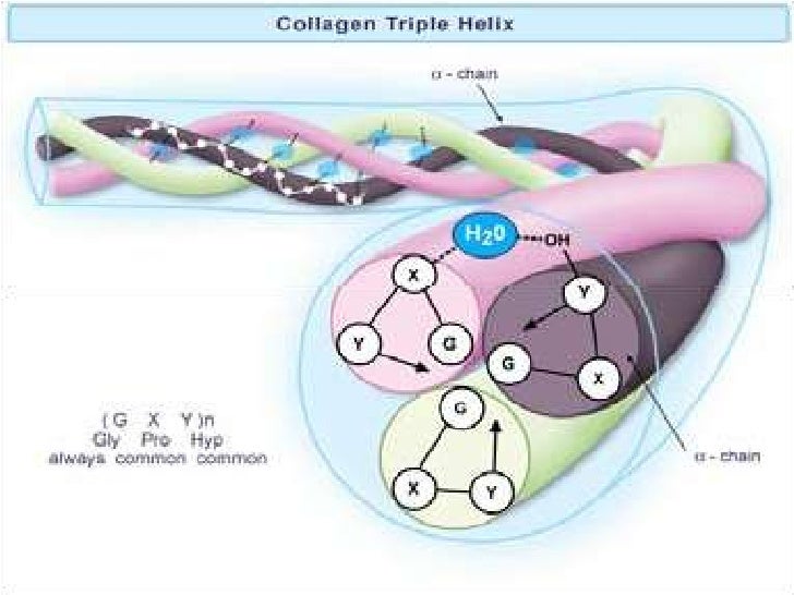 COLLAGEN Structure , Distribution , Synthesis & Regulation