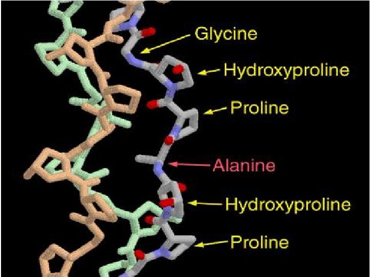 COLLAGEN Structure , Distribution , Synthesis & Regulation