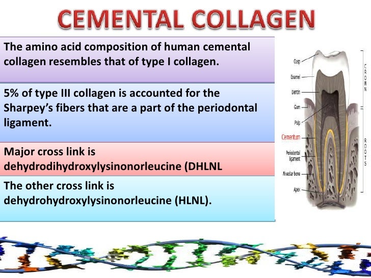 COLLAGEN Structure , Distribution , Synthesis & Regulation