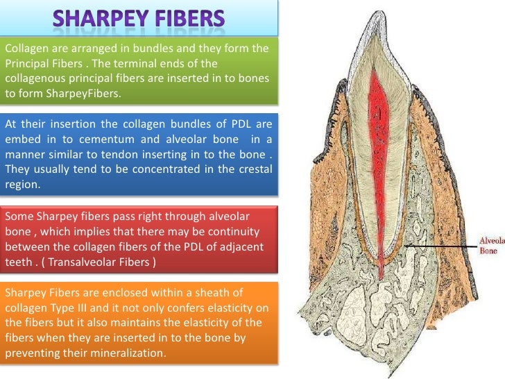 COLLAGEN Structure , Distribution , Synthesis & Regulation