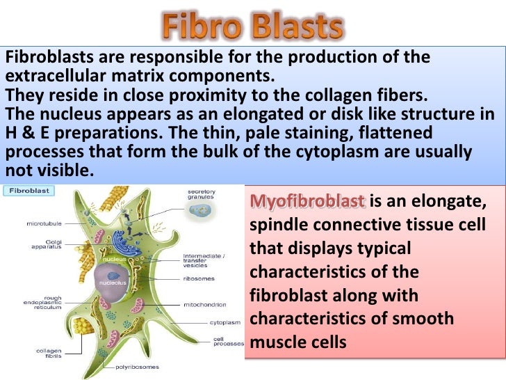 COLLAGEN Structure , Distribution , Synthesis & Regulation