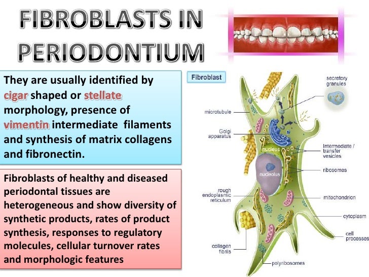 COLLAGEN Structure , Distribution , Synthesis & Regulation
