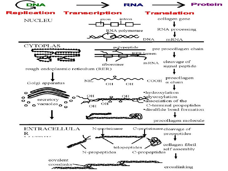 COLLAGEN Structure , Distribution , Synthesis & Regulation