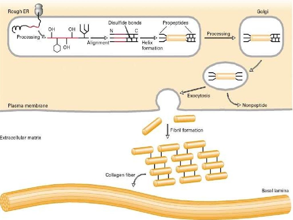COLLAGEN Structure , Distribution , Synthesis & Regulation