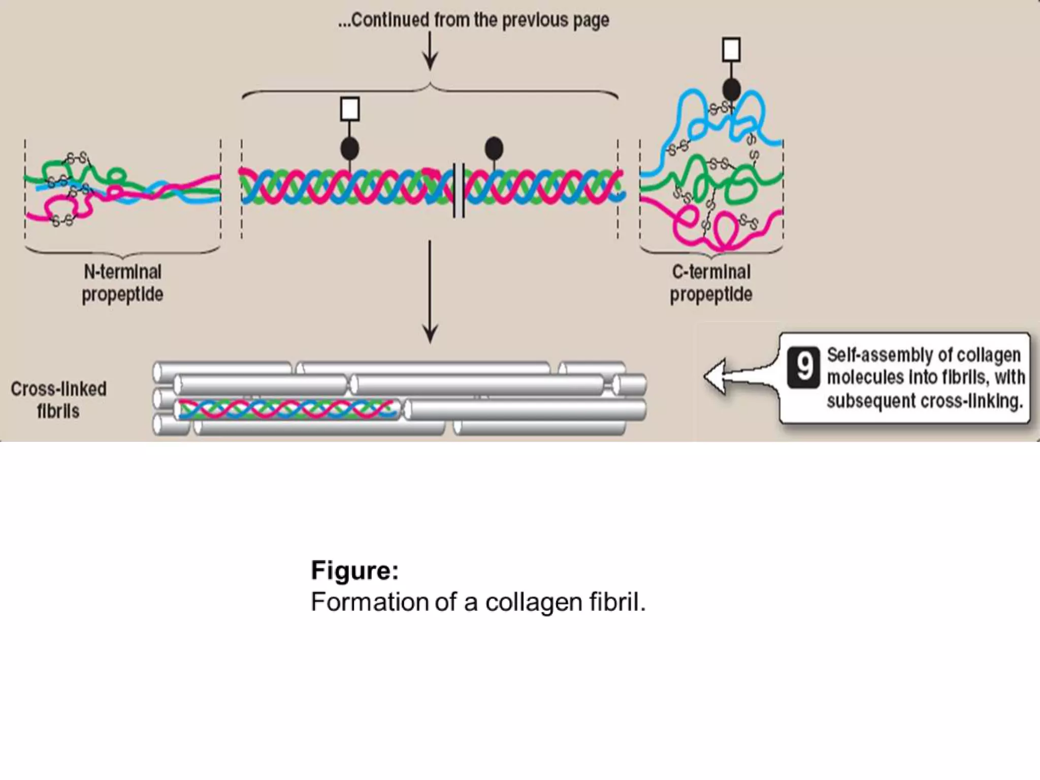 Collagen fibers | PPTX