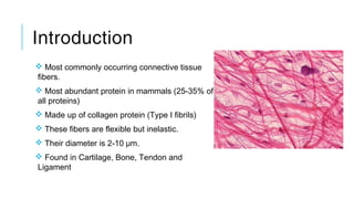 Reticular Fibers Lymph Node
