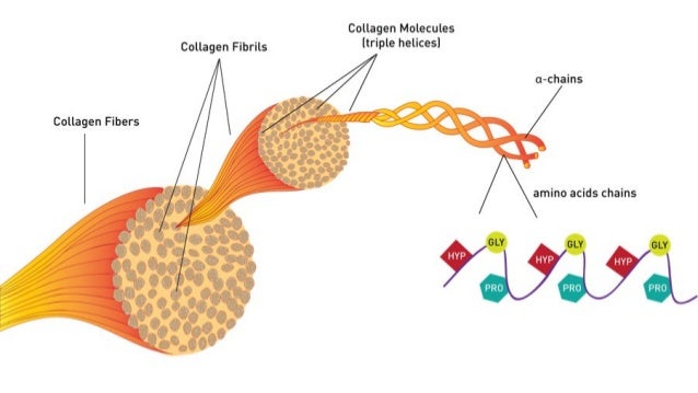 Collagen fibers & Reticular fibers