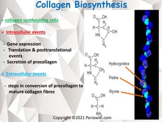 Collagen & its disorders | PPTX