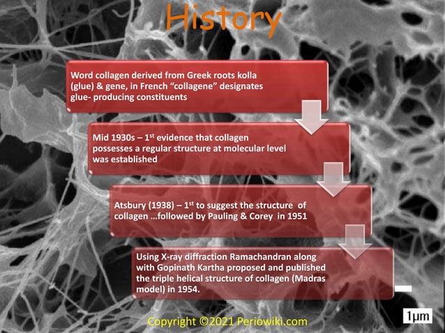 Collagen & its disorders | PPTX | Biological Sciences | Science
