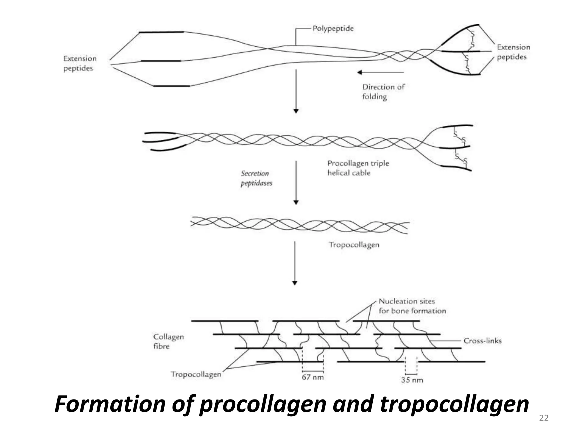 Collagen and its disorders | PPTX