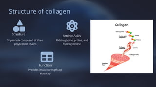 Basics and introduction of Collagen.pptx