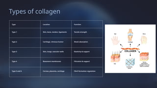 Basics and introduction of Collagen.pptx