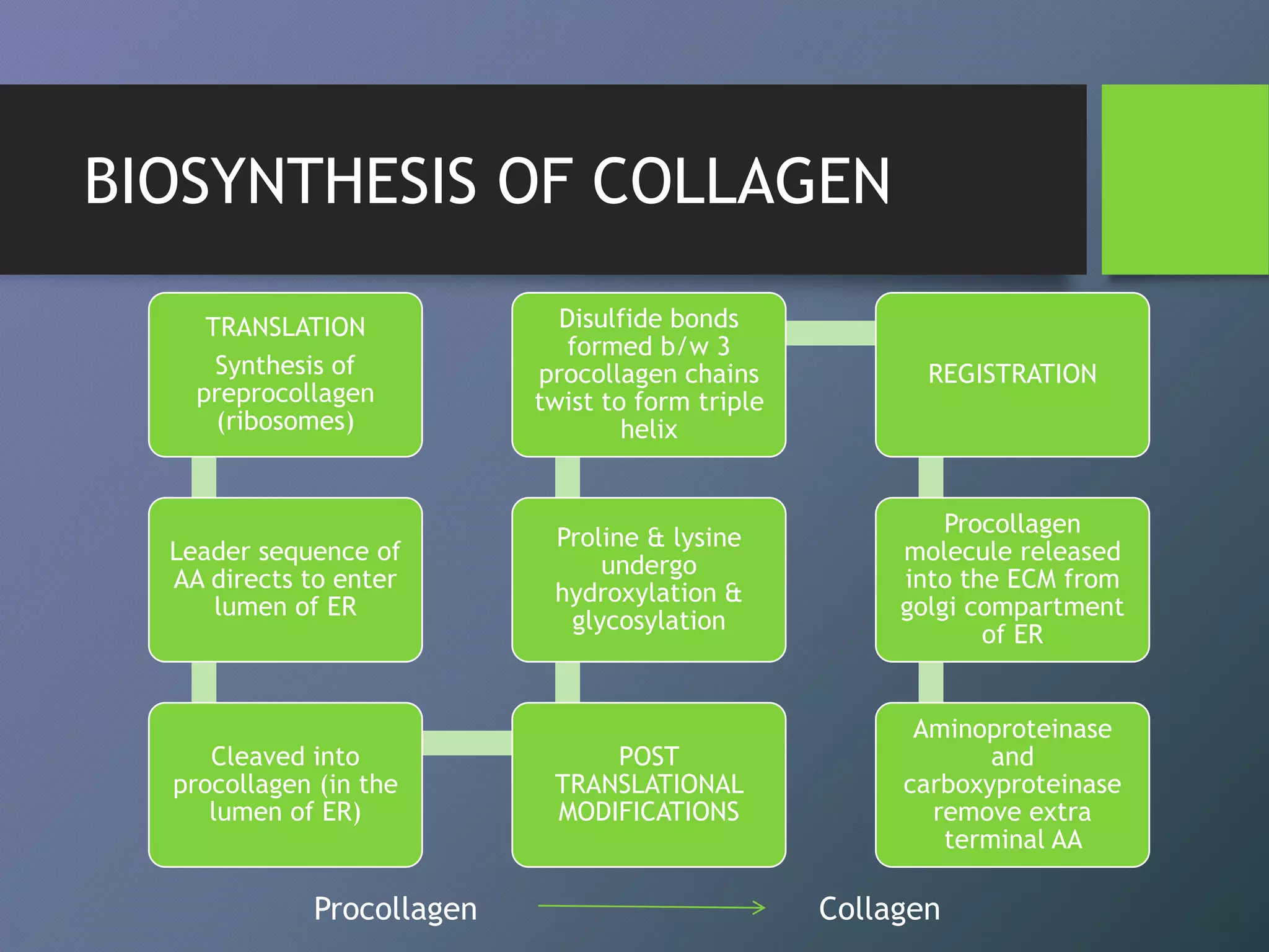 Collagen | PPTX