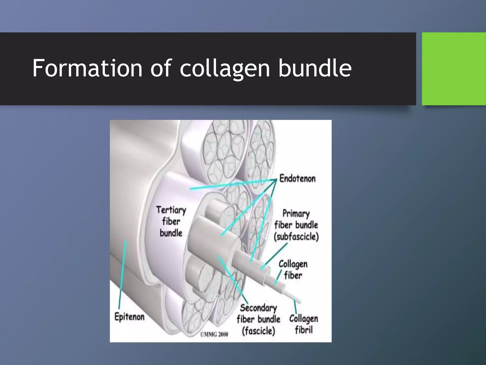 Collagen | PPTX