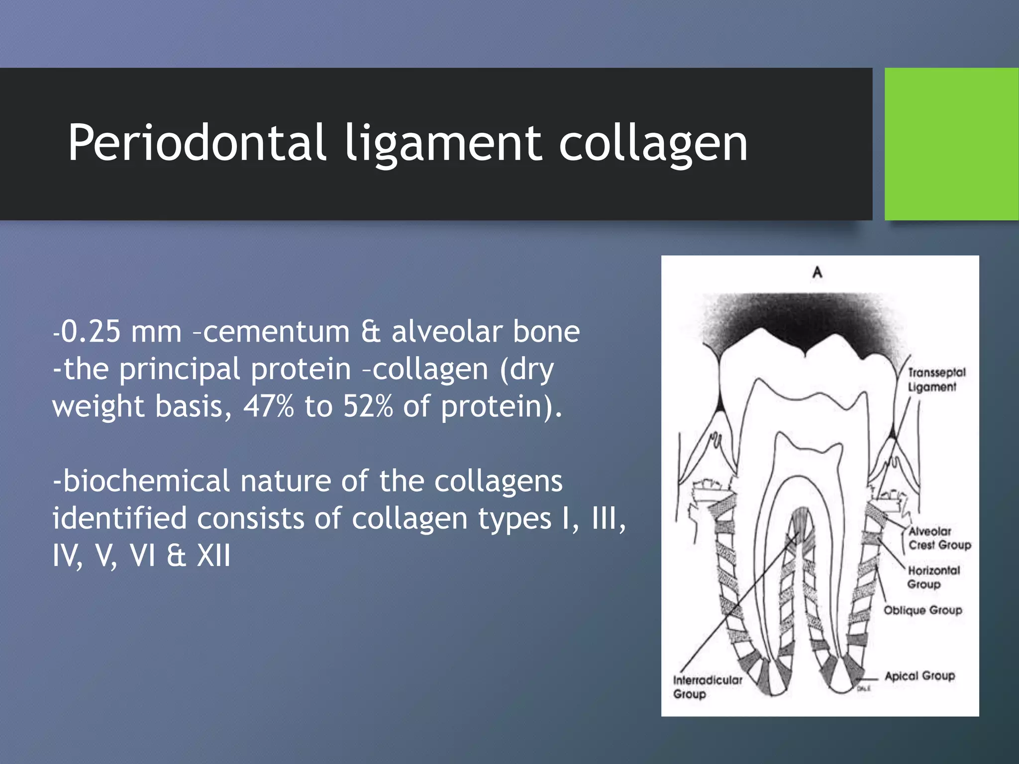 Collagen | PPTX