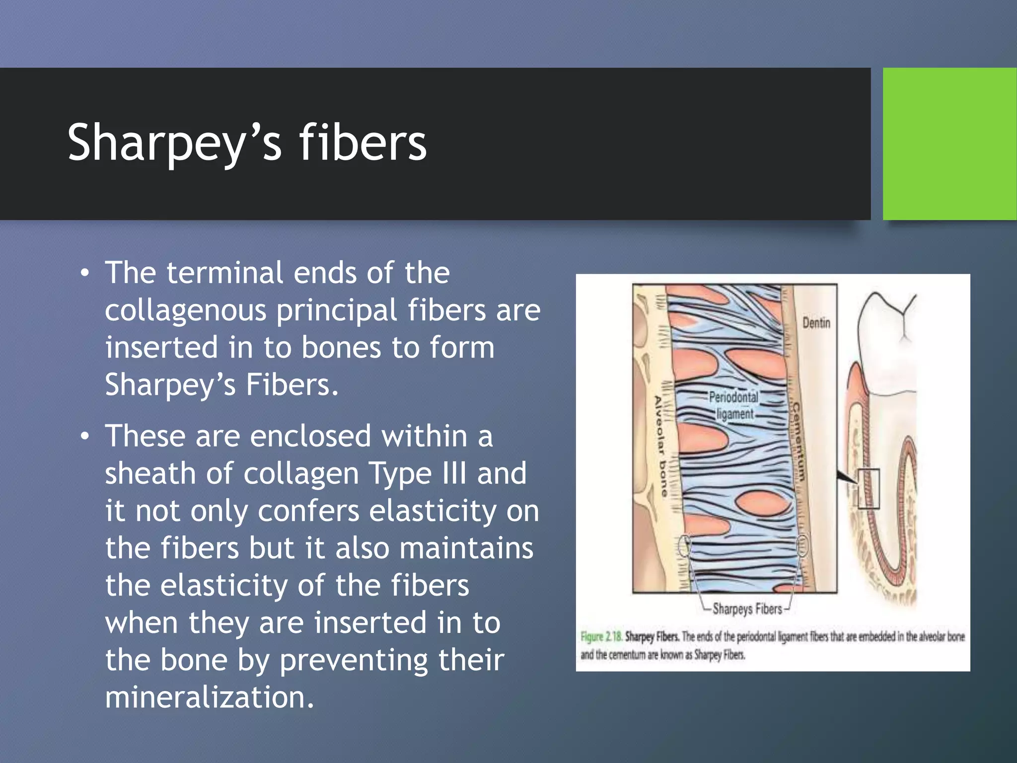 Collagen | PPTX