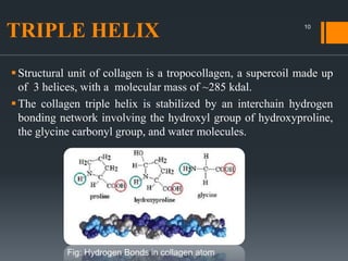 Hierarchial Structure of Collagen | PPT