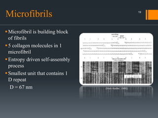 Hierarchial Structure of Collagen | PPT