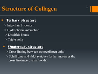 Hierarchial Structure of Collagen | PPT