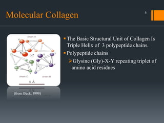 Hierarchial Structure of Collagen | PPT